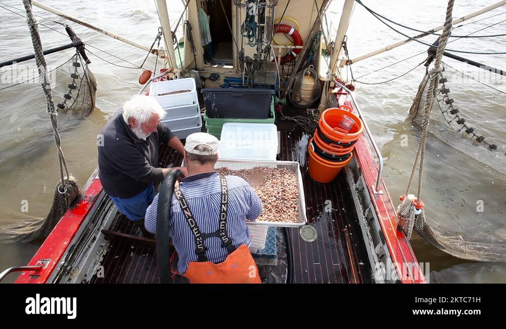 Crabs on trawler Stock Videos & Footage - HD and 4K Video Clips - Alamy