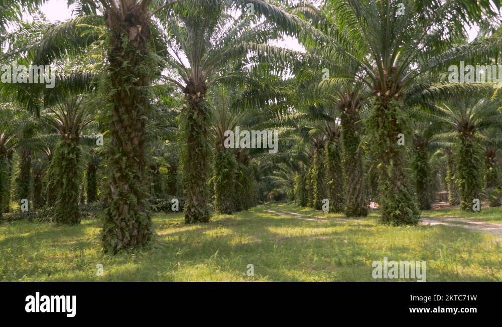 Symmetrical rows of palm trees used in the manufacturing of palm oil in ...