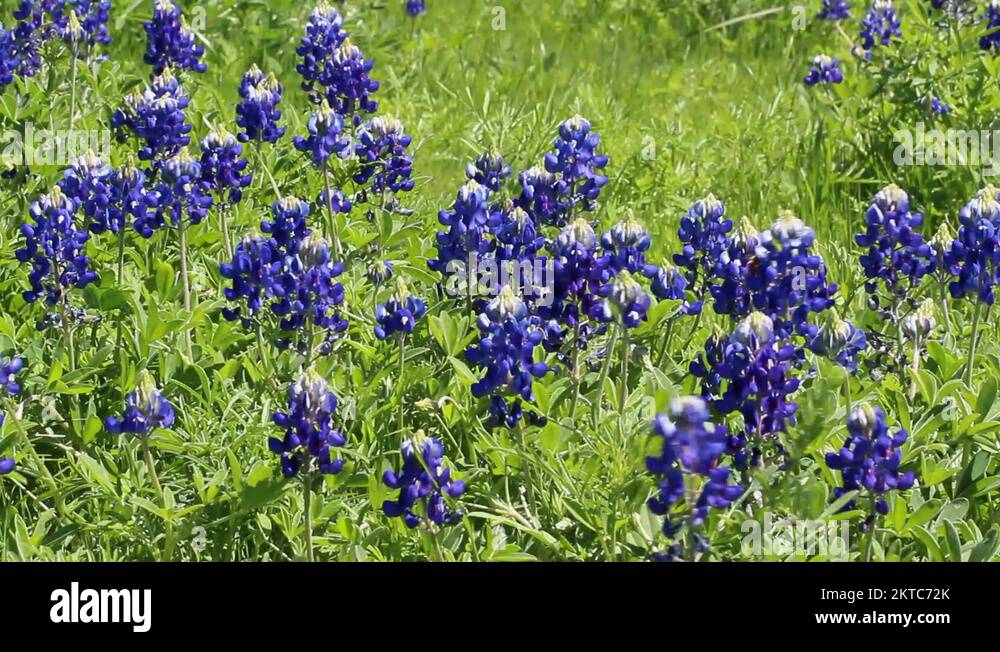 Field of texas bluebonnets Stock Videos & Footage - HD and 4K Video ...