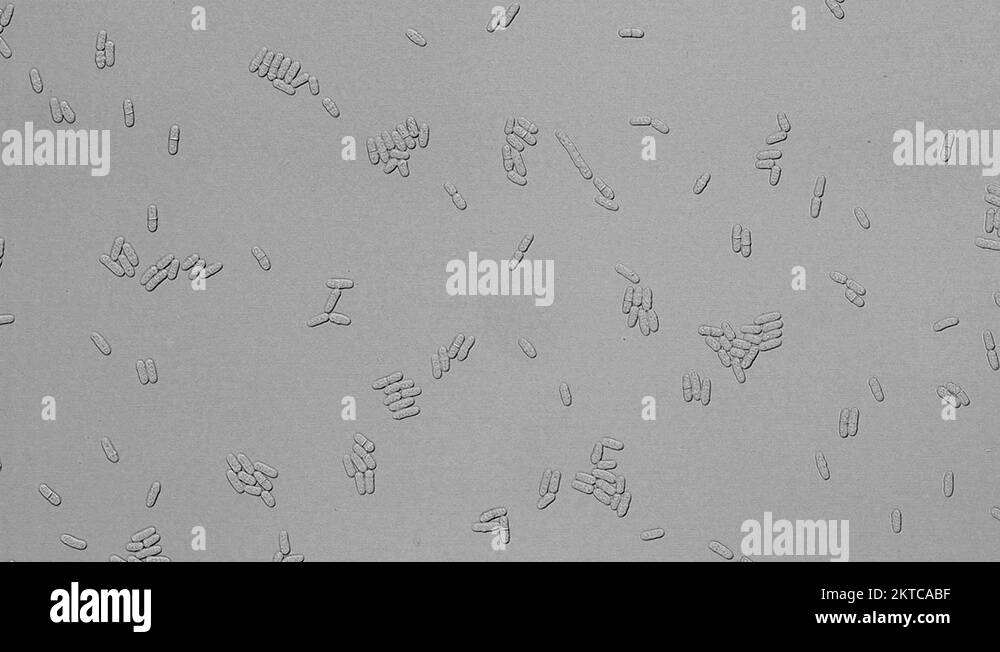 Ale yeast Stock Videos & Footage - HD and 4K Video Clips - Alamy
