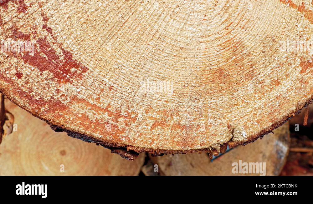 Cross section of timber Stock Videos & Footage - HD and 4K Video Clips ...