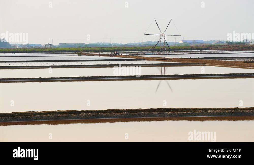 flower of sea salt in salt pan farm, salt field with morning sun Stock ...