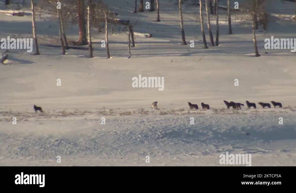 Wolf pack hunting in snow Stock Videos & Footage - HD and 4K Video ...