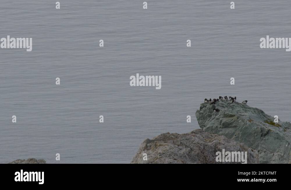 Auk flock Stock Videos & Footage - HD and 4K Video Clips - Alamy