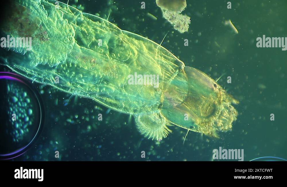 Mosquito larvae under biological microscope Stock Video Footage - Alamy