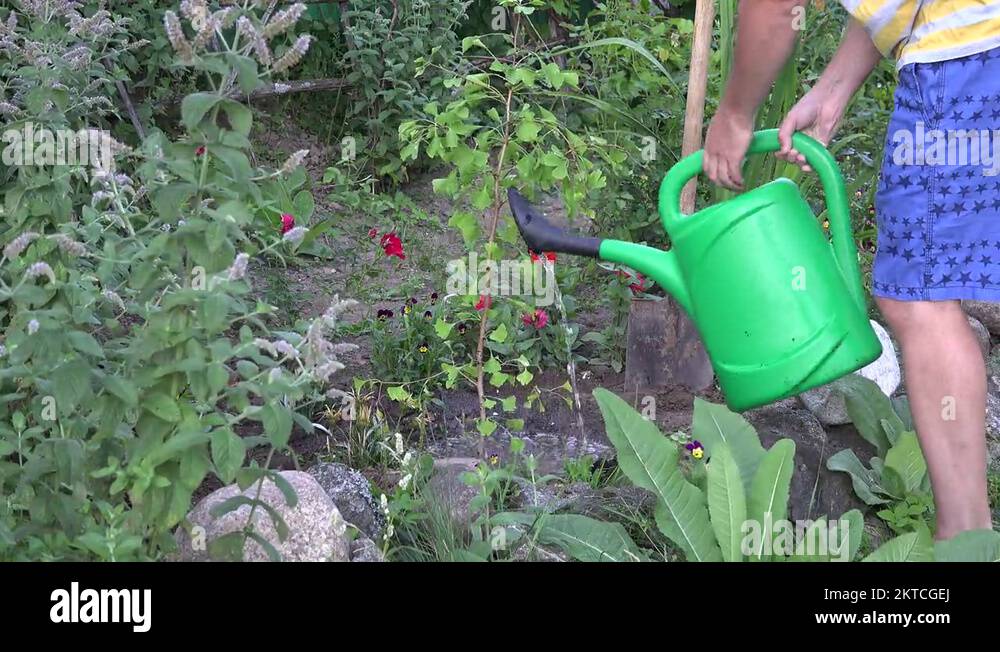 Villager man water freshly planted ginkgo biloba tree sapling in ...