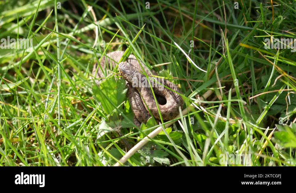 Juvenile adder Stock Videos & Footage - HD and 4K Video Clips - Alamy