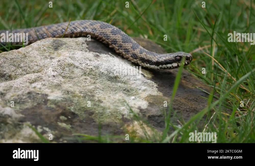 Climbing adder Stock Videos & Footage - HD and 4K Video Clips - Alamy