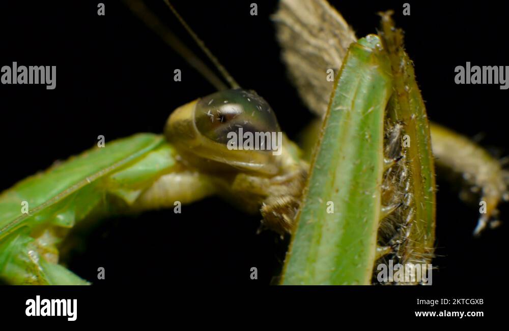 Eating moth Stock Videos & Footage - HD and 4K Video Clips - Alamy