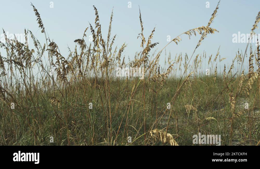Florida beach sand dunes Stock Videos & Footage - HD and 4K Video Clips ...
