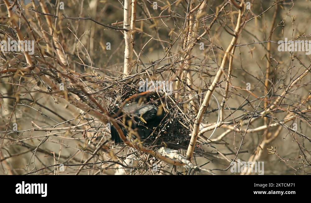 Eggs raven crows Stock Videos & Footage - HD and 4K Video Clips - Alamy