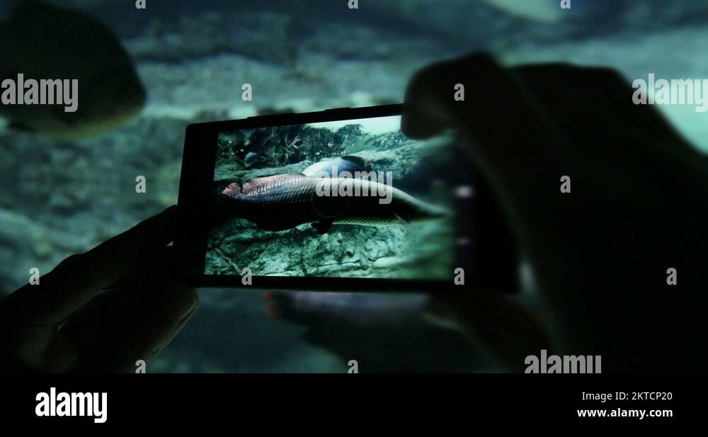 Mobile species Stock Videos & Footage - HD and 4K Video Clips - Alamy