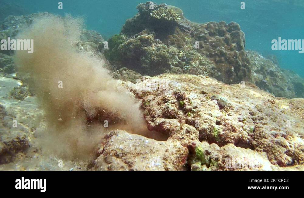 Octopus cleans shelter from the sand using a powerful jet of water as ...