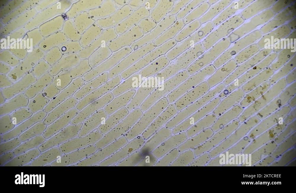 Prophase mitosis Stock Videos & Footage - HD and 4K Video Clips - Alamy