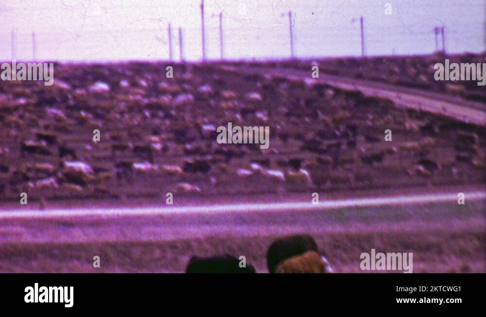 Farm animals in action Stock Videos & Footage - HD and 4K Video Clips ...