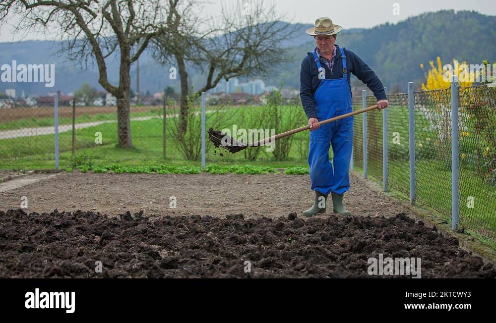 Throwing well-rotted manure on the other side of a garden bed Stock ...