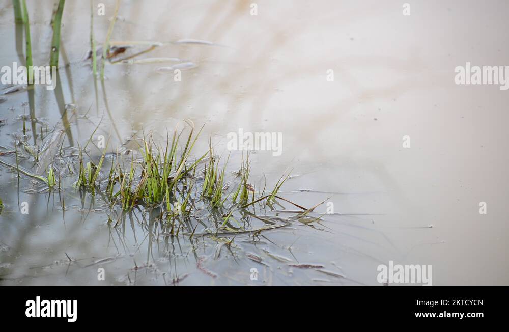 Turbid water Stock Videos & Footage - HD and 4K Video Clips - Alamy