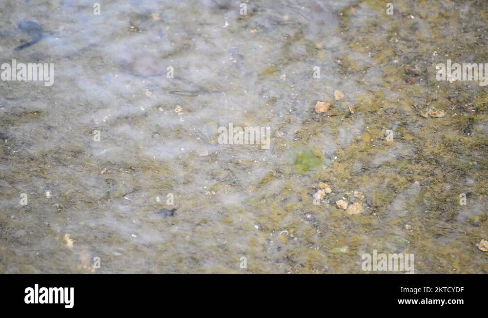 Shallow watercourse Stock Videos & Footage - HD and 4K Video Clips - Alamy