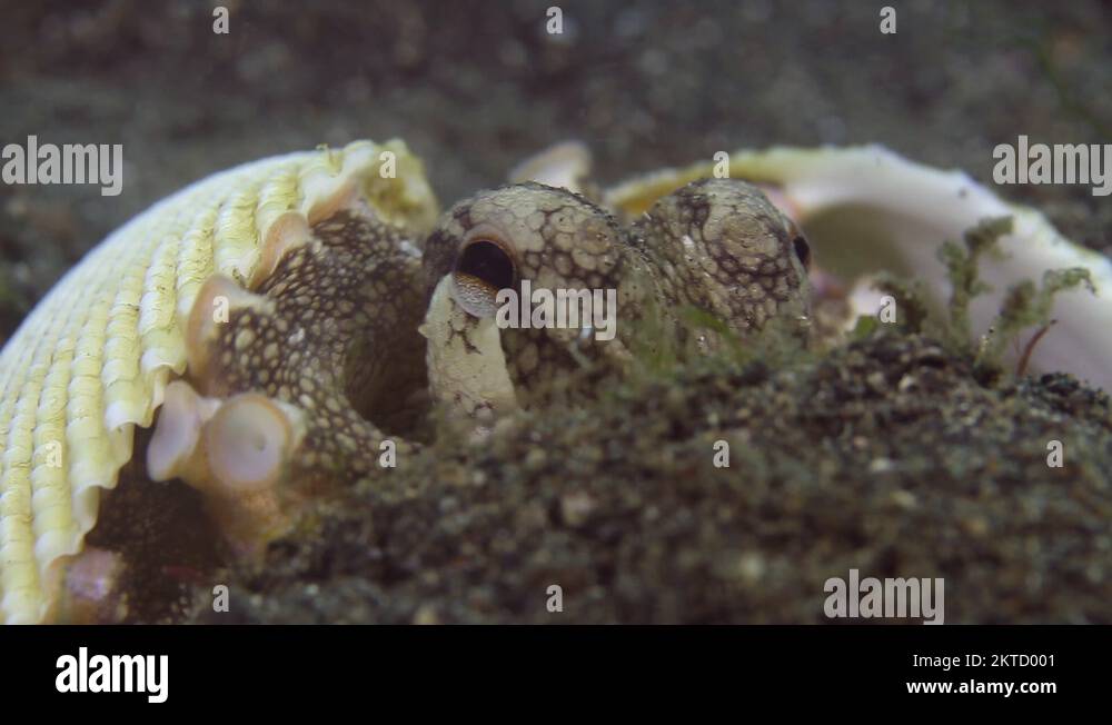 Octopus shells Stock Videos & Footage - HD and 4K Video Clips - Alamy