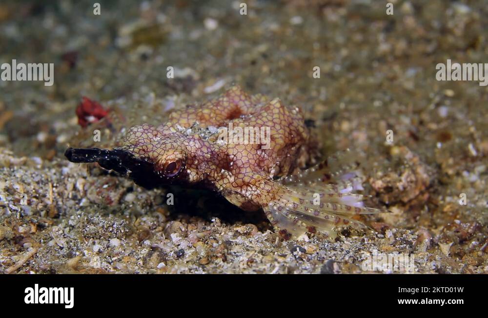 Seamoth Stock Videos & Footage - HD and 4K Video Clips - Alamy