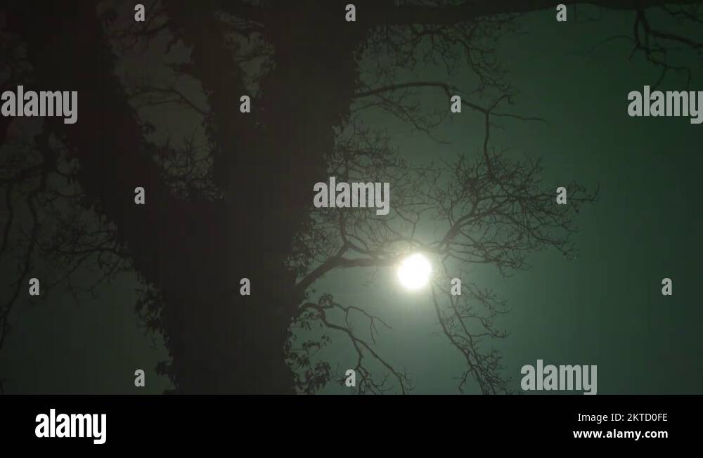 moonlight through branches of an old oak tree Stock Video Footage - Alamy