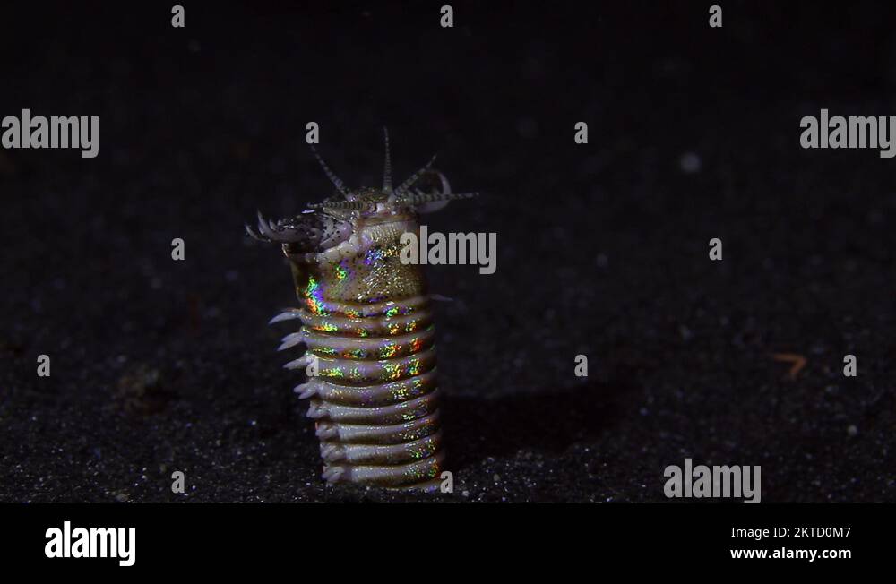 Bobbit worm Stock Videos & Footage - HD and 4K Video Clips - Alamy