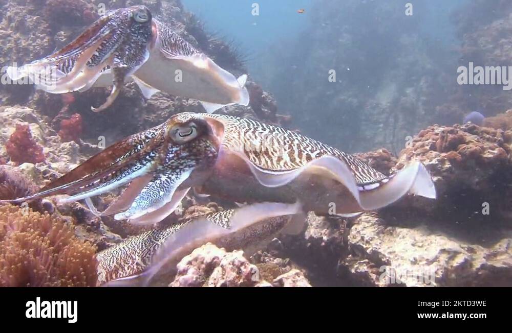 Gentle and temperamental mating dance of Pharaoh cuttlefish Stock Video ...