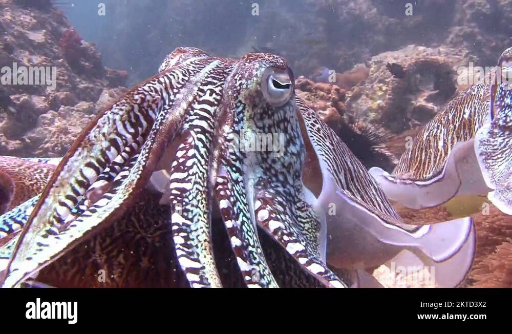 Gentle and temperamental mating dance of Pharaoh cuttlefish Stock Video ...