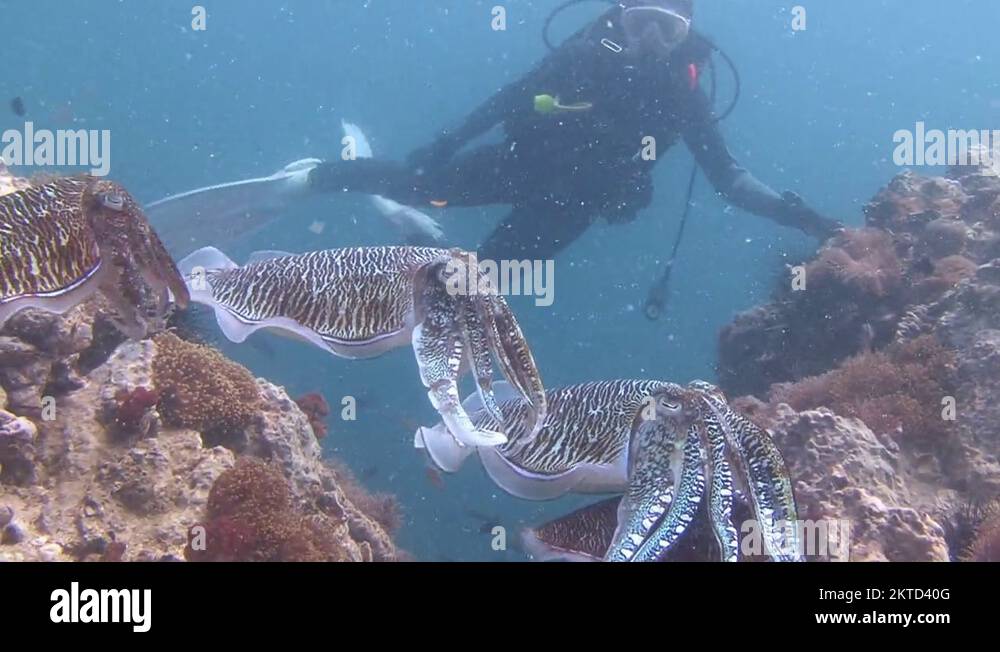 Gentle and temperamental mating dance of Pharaoh cuttlefish Stock Video ...
