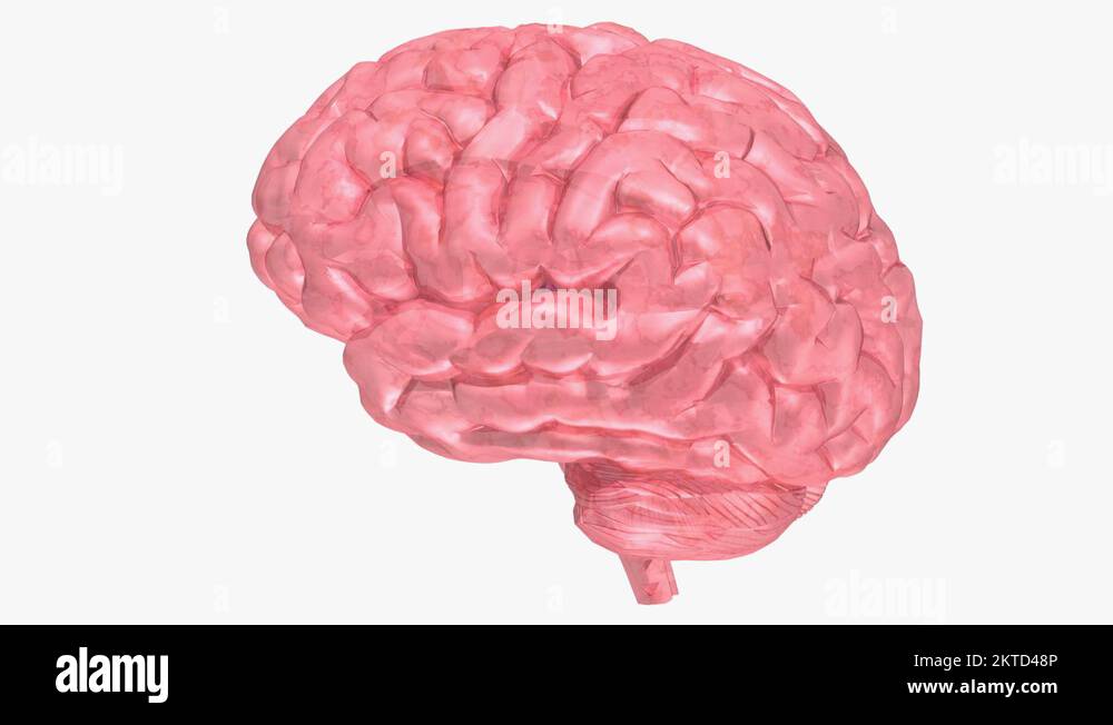 Human brain Stock Videos & Footage - HD and 4K Video Clips - Alamy