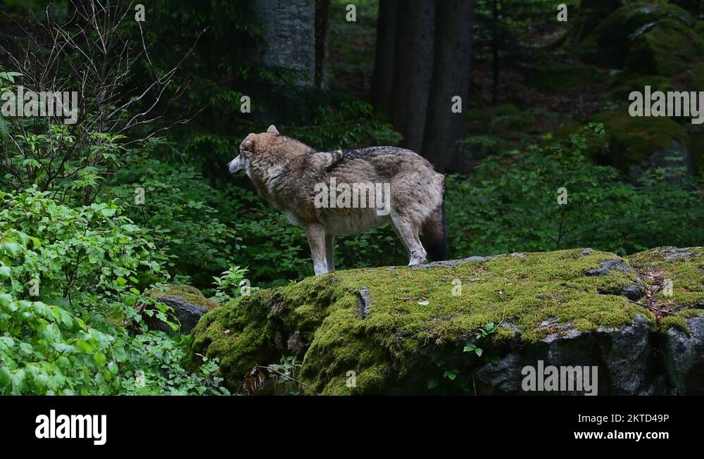 Wolf climbing Stock Videos & Footage - HD and 4K Video Clips - Alamy