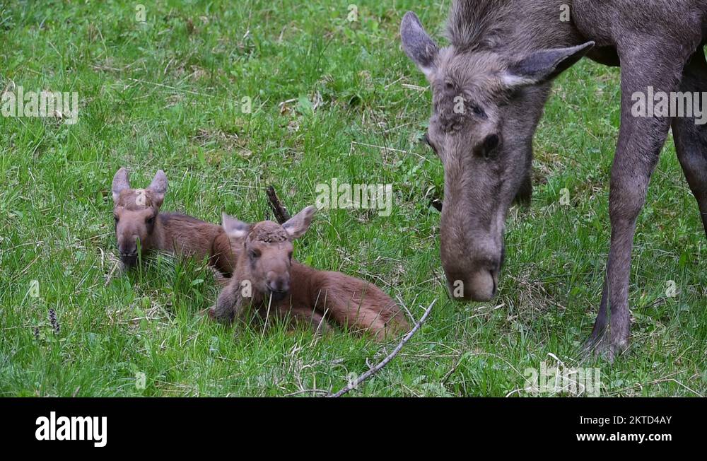 Moose cow with calves Stock Videos & Footage - HD and 4K Video Clips ...