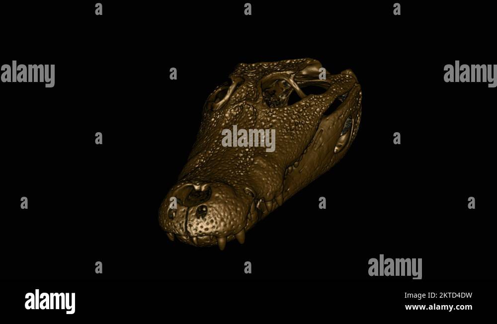 Reptile anatomy Stock Videos & Footage - HD and 4K Video Clips - Alamy