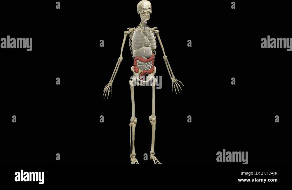 Human colon Stock Videos & Footage - HD and 4K Video Clips - Alamy