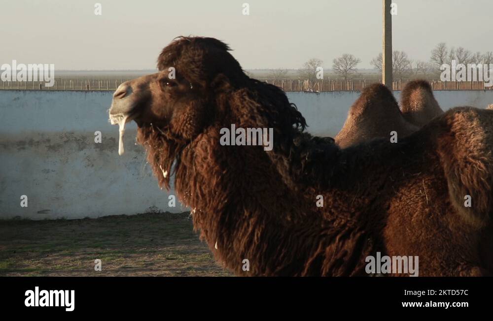Saliva Dripping From Muzzle Turning Bactrian Camel Head in Yard Stock ...