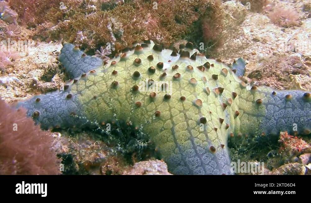 On local reefs, many different species of sea stars Stock Video Footage ...