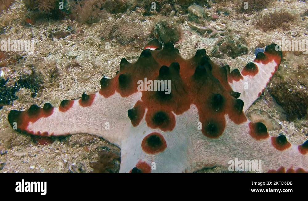 On local reefs, many different species of sea stars Stock Video Footage ...