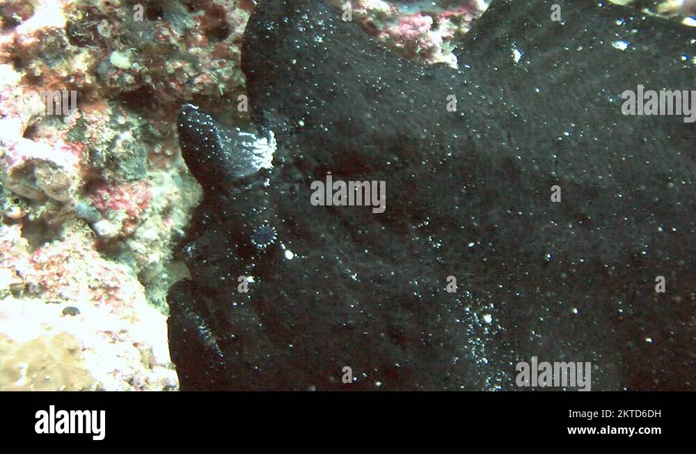 Oysterfish Stock Videos & Footage - HD and 4K Video Clips - Alamy