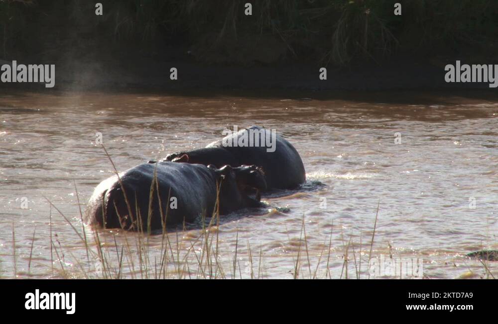 Hippo dung Stock Videos & Footage - HD and 4K Video Clips - Alamy