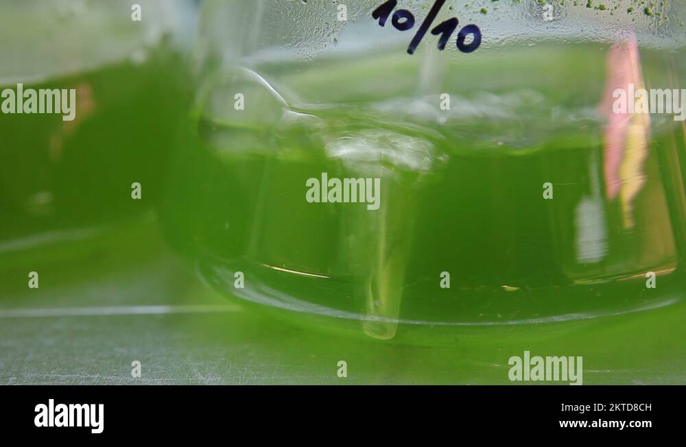 Algae storage Stock Videos & Footage - HD and 4K Video Clips - Alamy