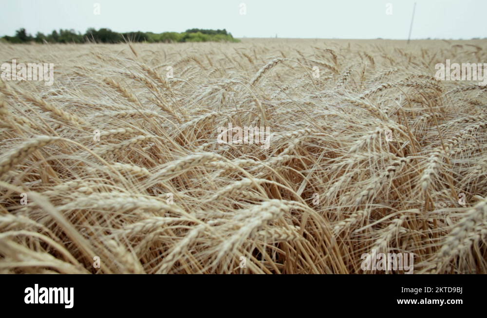 Ripe grains Stock Videos & Footage - HD and 4K Video Clips - Alamy