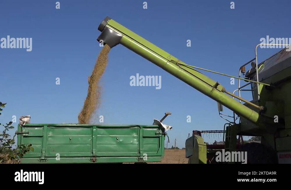 combine harvester load wheat in truck at harvest in summer. 4K Stock ...