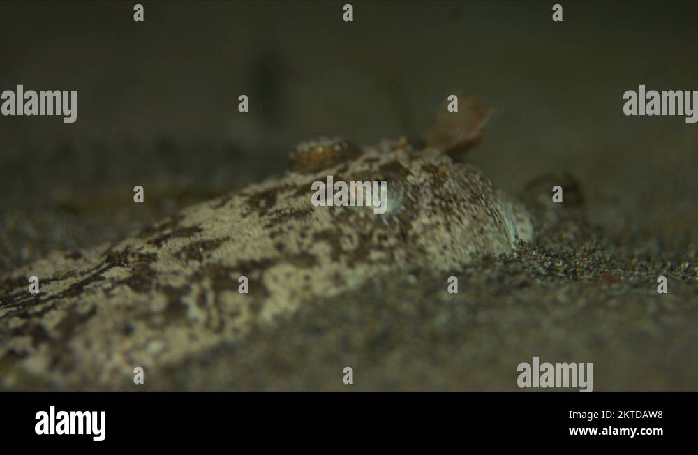 Reticulate Stock Videos & Footage - HD and 4K Video Clips - Alamy