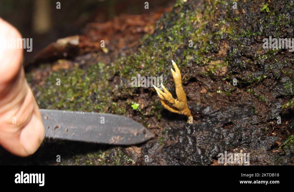 Larva in rotting log Stock Videos & Footage - HD and 4K Video Clips - Alamy