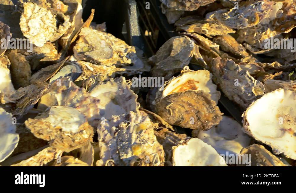 Recycling oyster shells Stock Videos & Footage - HD and 4K Video Clips - Alamy