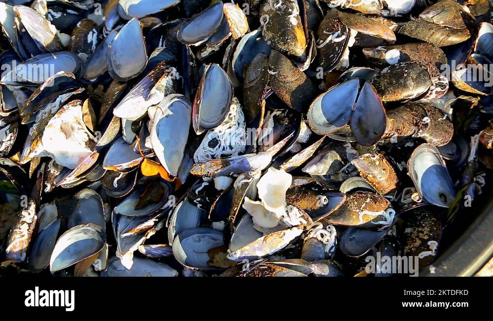 Mussels shells Stock Videos & Footage - HD and 4K Video Clips - Alamy