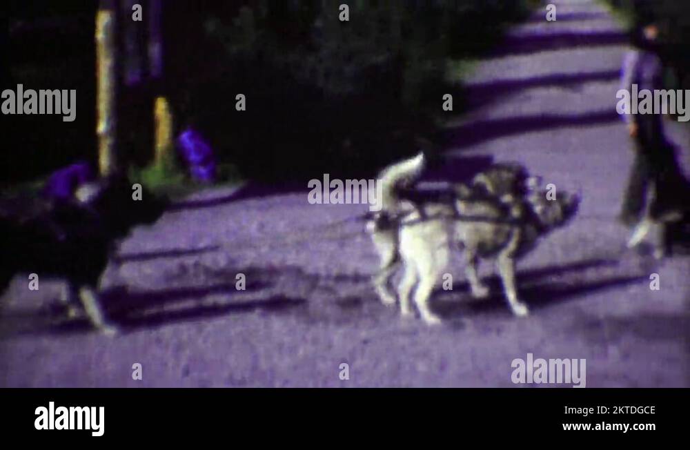 Ranger dog Stock Videos & Footage - HD and 4K Video Clips - Alamy