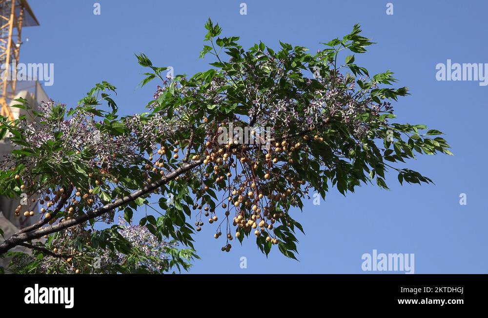 Barcelona tree Stock Videos & Footage - HD and 4K Video Clips - Alamy