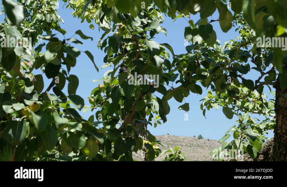 Pear tree leaves Stock Videos & Footage - HD and 4K Video Clips - Alamy