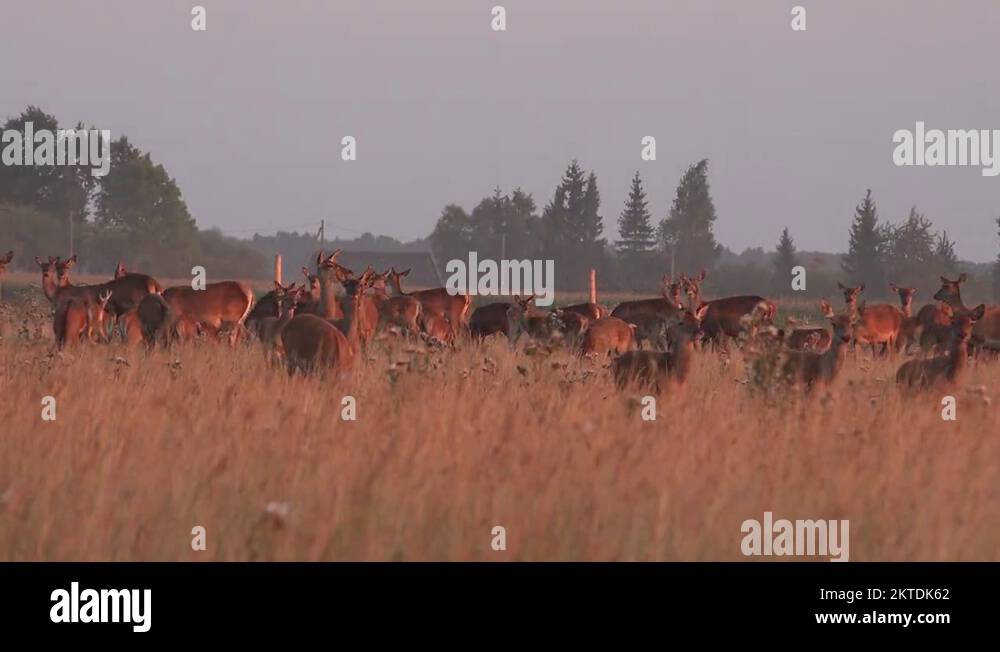 Breeding wild animals Stock Videos & Footage - HD and 4K Video Clips ...